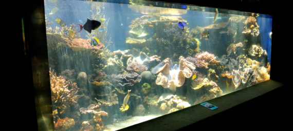 Choosing Your Fish Tank: Everything you need to know! – Fish Tank Expert