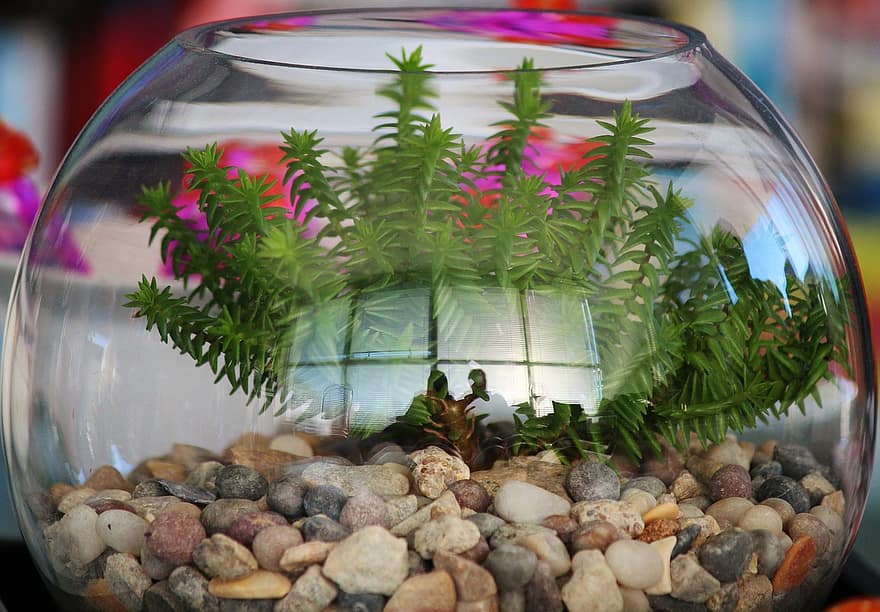 How to Grow Herbs in a Fish Tank - Fishtank Expert