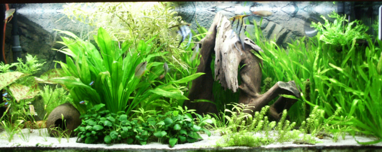 How to Grow Herbs in a Fish Tank - Fishtank Expert