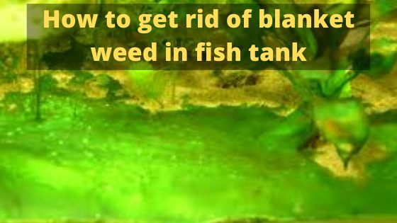 How to get Rid of Blanket Weed in Fish Tank