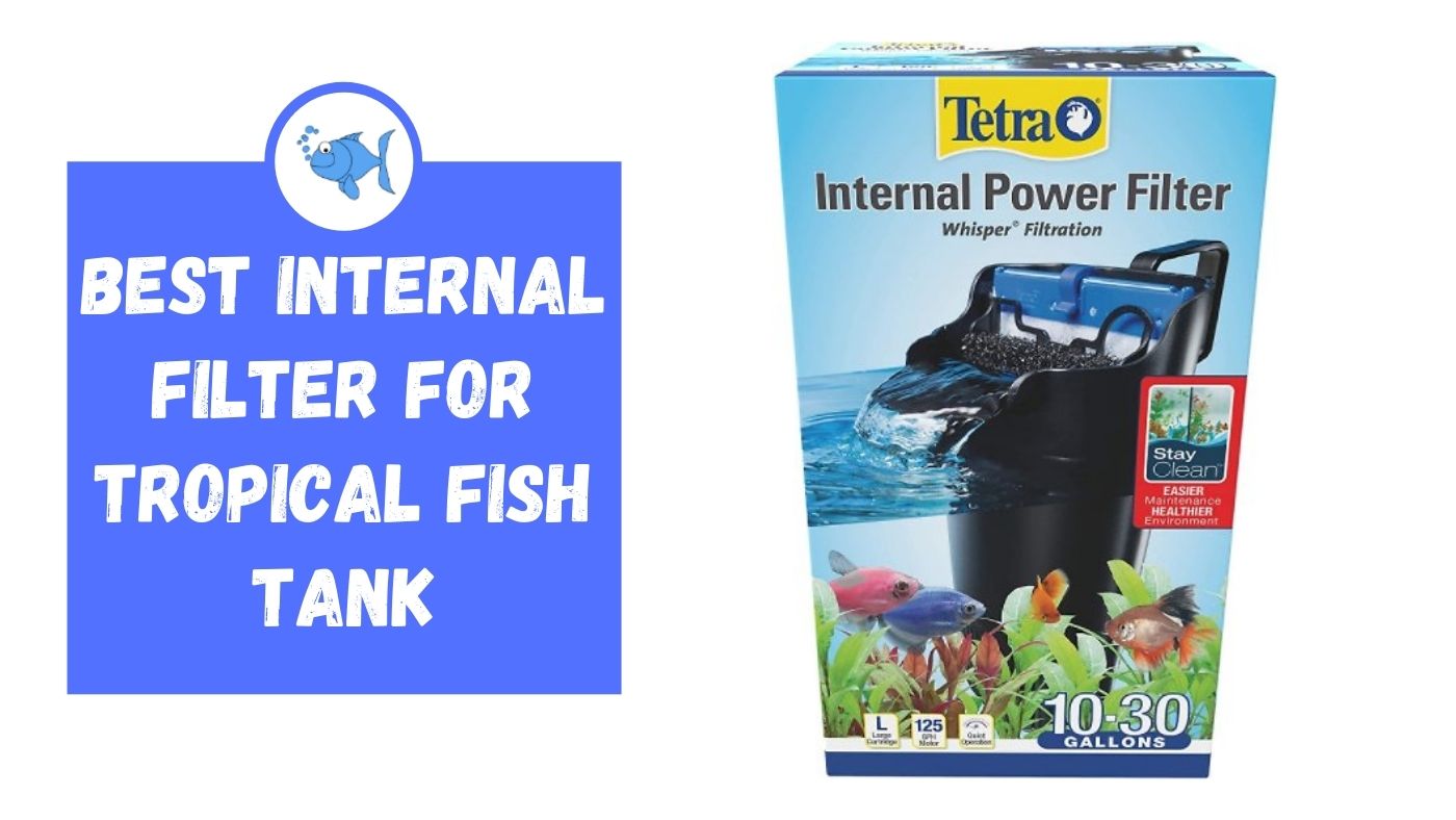 Best Internal Filter for Tropical Fish Tank - Fishtank Expert