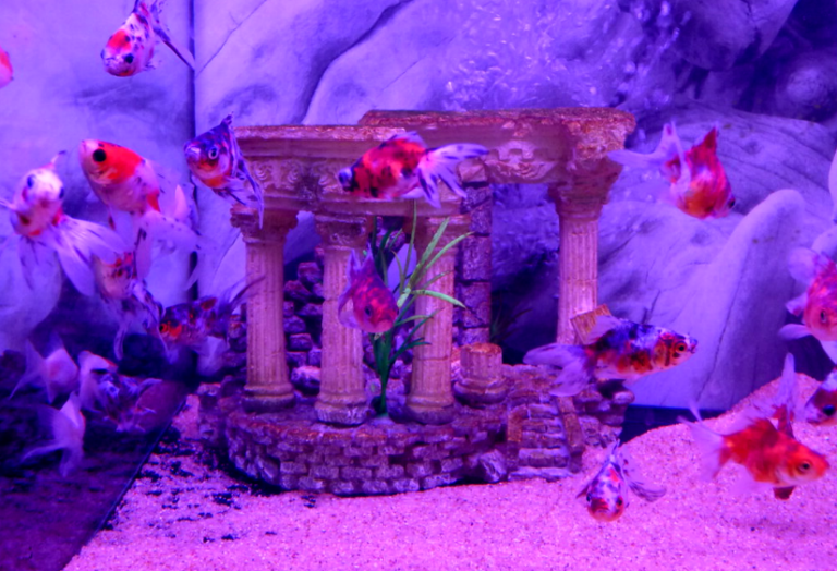 Greek Themed Fish Tank: The BEST Greek Fish Tank Decorations - Fishtank ...