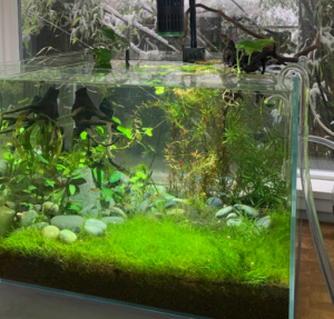 Best Japanese Themed Fish Tank Decorations - Fishtank Expert