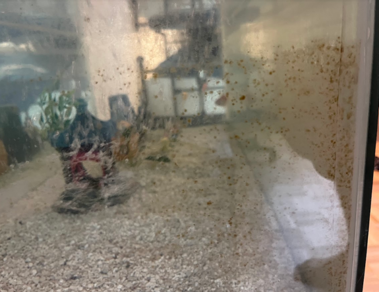 Orange and Red Spots on Fish Tank Glass: Brown Diatoms - Fishtank Expert