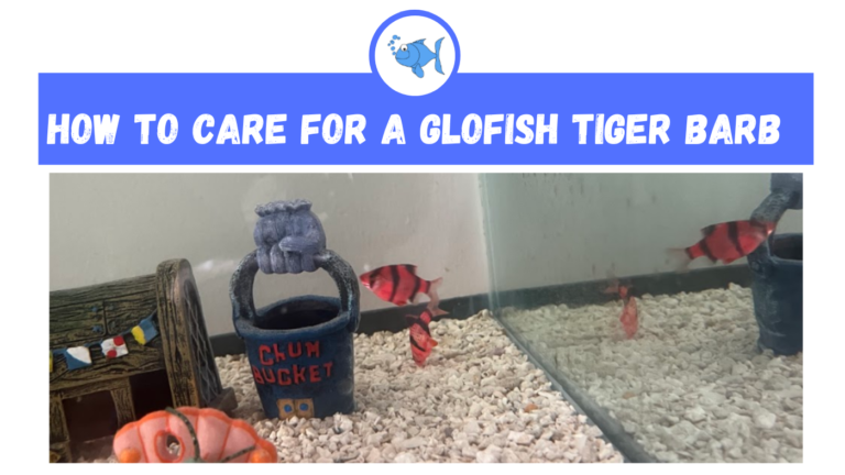 Glofish Tiger Barb Care - Fishtank Expert