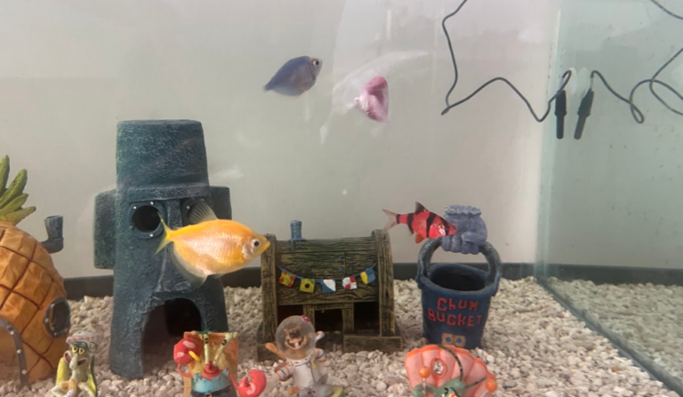 Glofish Tiger Barb Care - Fishtank Expert