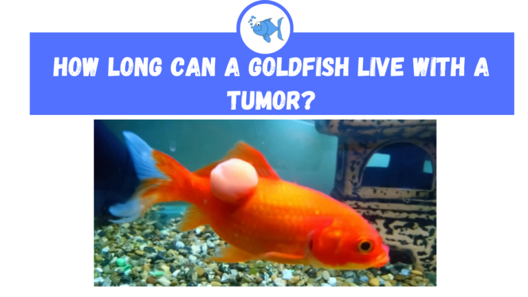 How Long Can a Goldfish Live With a Tumor? - Fishtank Expert