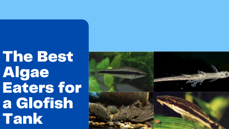 The Best Algae Eaters for a Glofish Tank - Fishtank Expert